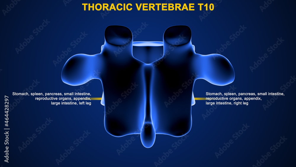 The thoracic spine has 12 nerve roots (T1 to T12) on each side of the ...
