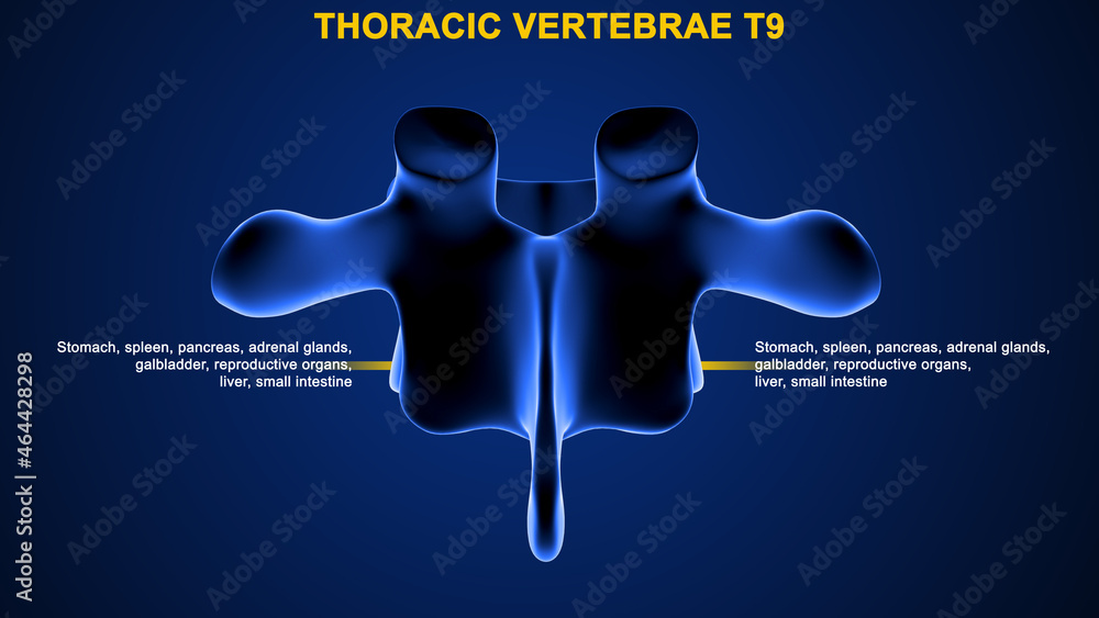 The thoracic spine has 12 nerve roots (T1 to T12) on each side of the ...