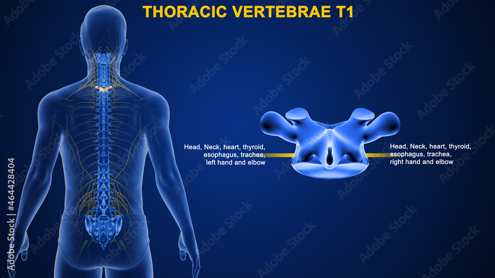 The thoracic spine has 12 nerve roots (T1 to T12) on each side of the ...
