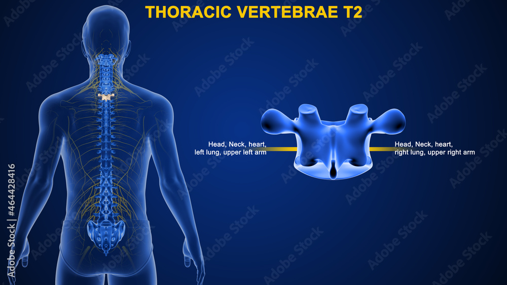 The thoracic spine has 12 nerve roots (T1 to T12) on each side of the ...