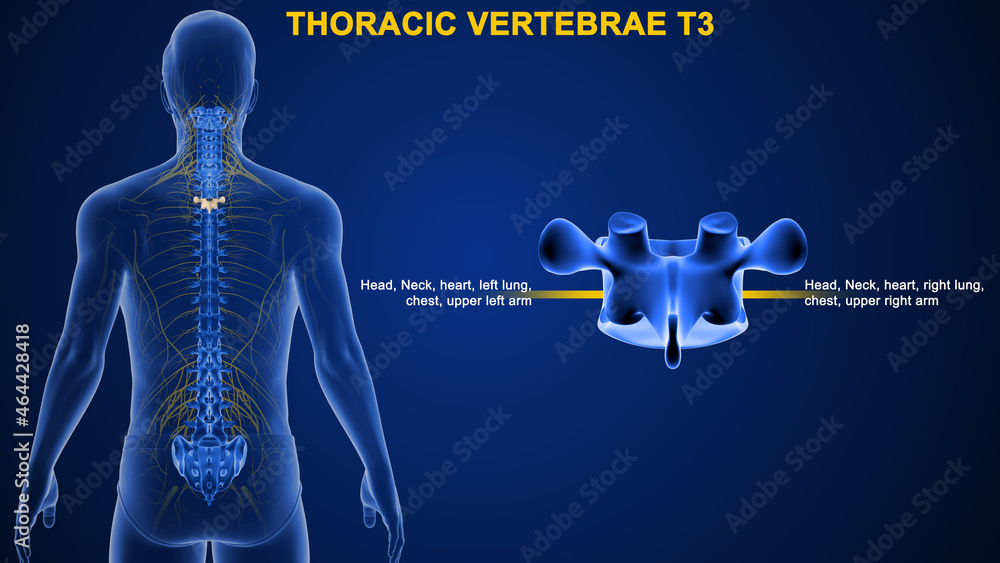 The thoracic spine has 12 nerve roots (T1 to T12) on each side of the ...