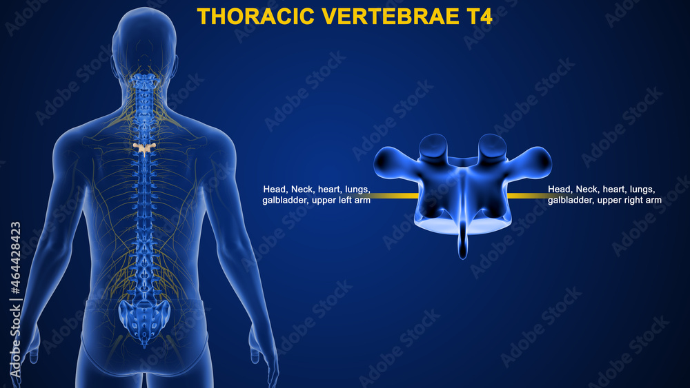 The thoracic spine has 12 nerve roots (T1 to T12) on each side of the ...