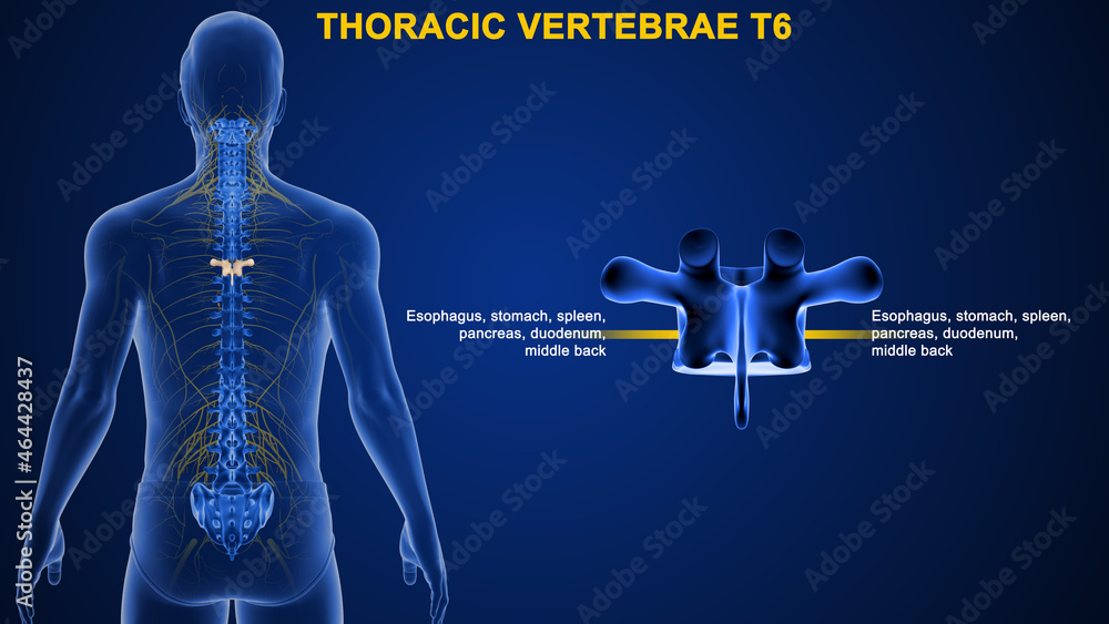 The thoracic spine has 12 nerve roots (T1 to T12) on each side of the ...