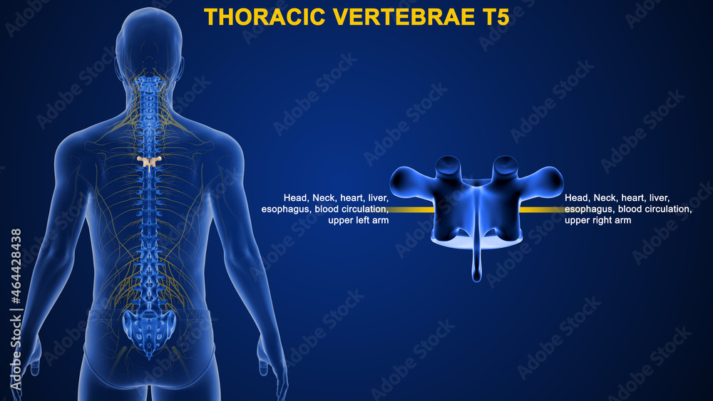 The thoracic spine has 12 nerve roots (T1 to T12) on each side of the ...