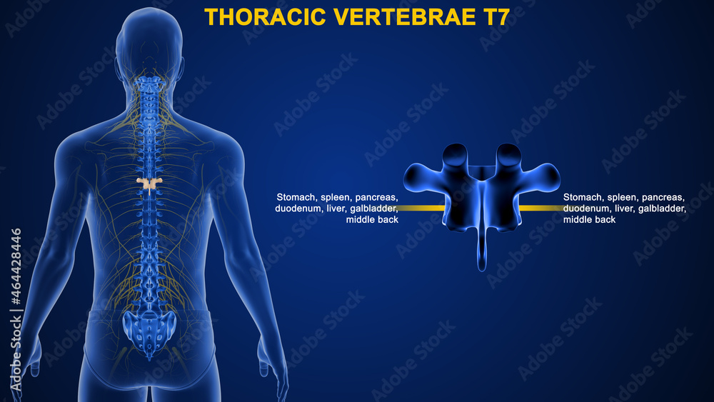 The thoracic spine has 12 nerve roots (T1 to T12) on each side of the ...