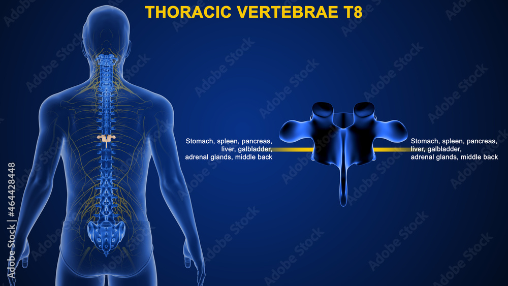 The thoracic spine has 12 nerve roots (T1 to T12) on each side of the ...
