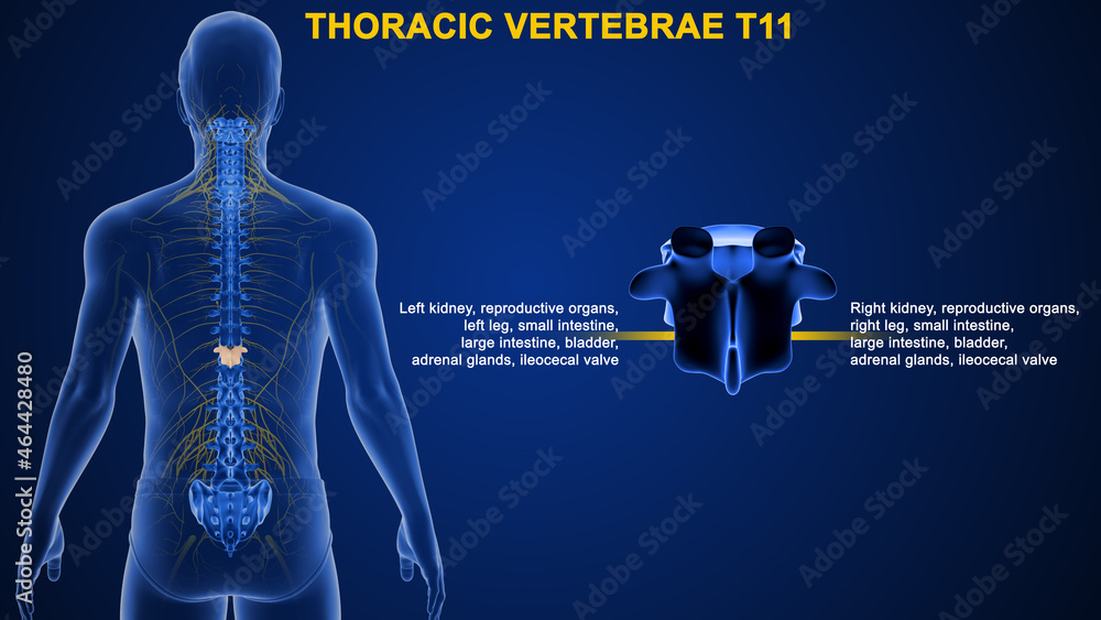 The thoracic spine has 12 nerve roots (T1 to T12) on each side of the ...