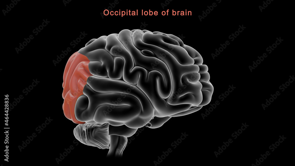 Occipital lobe of Brain Stock Illustration | Adobe Stock