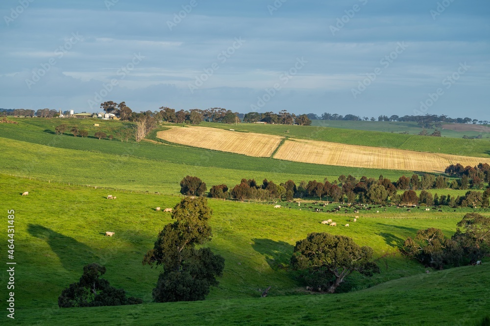 Cattle ranch farming landscape, with rolling hills and cows in fields ...