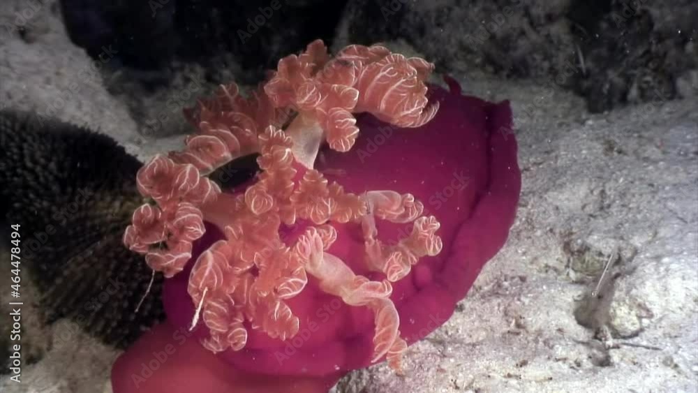 A giant red nudibranch sea slug Spanish Dancer Hexabranchus sanguineus ...
