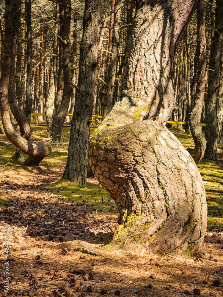 The Dancing Forest is a nature reserve. Unique curved tree trunks on ...