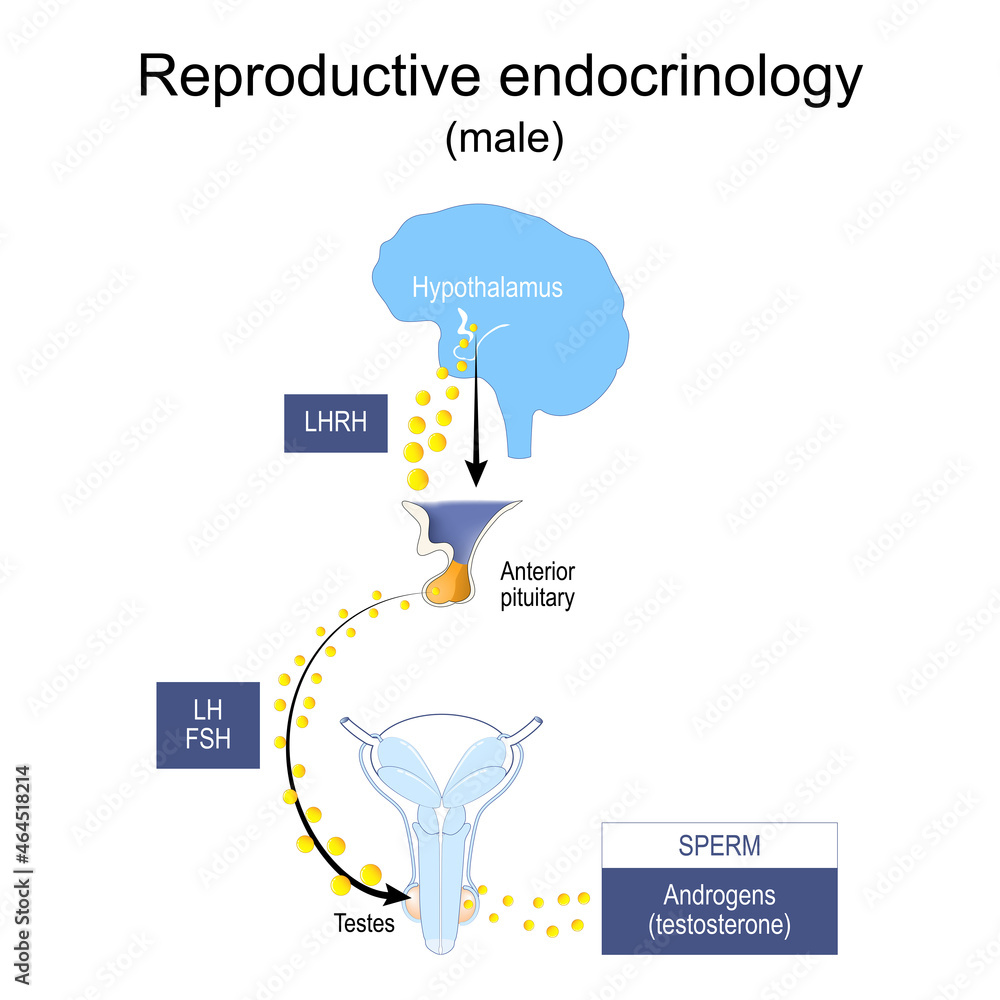 Endocrine system of reproduction and fertility. Stock Vector | Adobe Stock