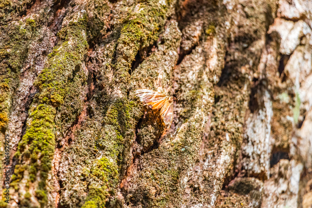 Russian bear butterfly in nature Butterflies Butterfly Valley Rhodes ...