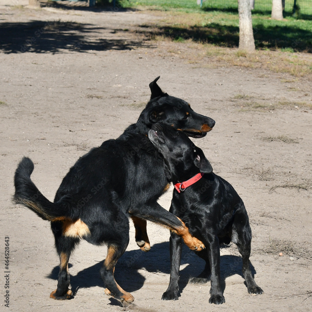 : Charming Tenderness between a Black labrador dog and a beauceron dog ...