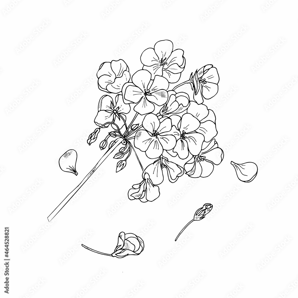 Geranium flower, botanical sketch, outline. Hand drawing ink. Home ...