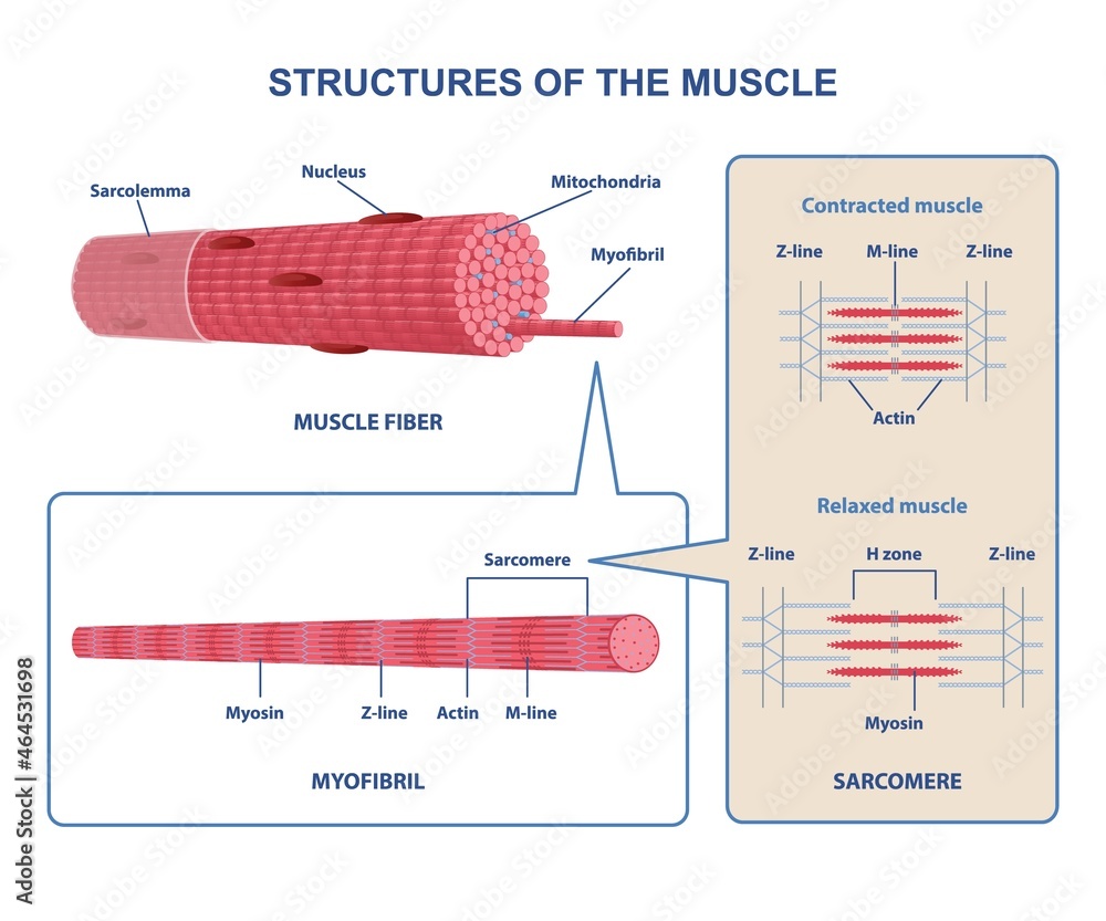 Colorful structure skeletal muscle scheme on white background. Muscles ...
