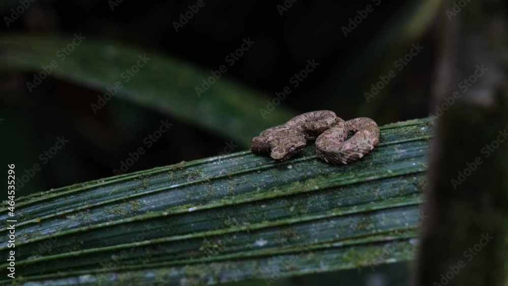 Small highly venomous snake spotted in Rio Celeste, Costa Rica National ...