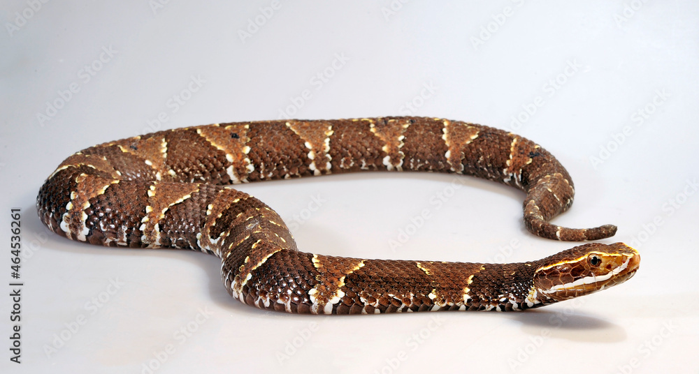 Taylors Mokassinotter // Taylor's cantil (Agkistrodon bilineatus ...