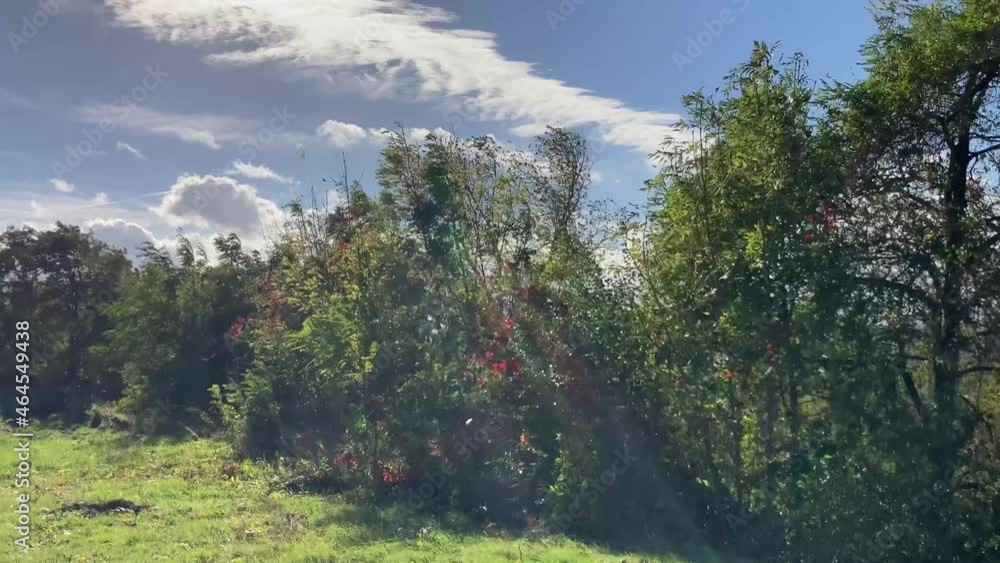 Strong wind above trees and bushes. Bending trees in the wind. Orcane ...