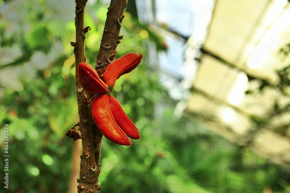 Fruits of the Kola tree (Cola caracifolia) growing in a greenhouse ...