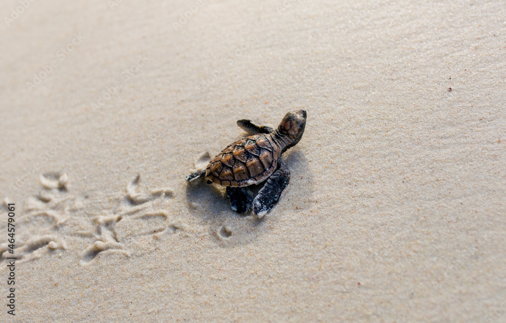 Little Sea Turtle Cub, Crawls along the Sandy shore in the direction of ...