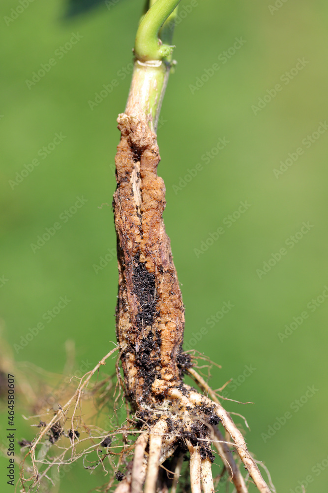 Yellows of bean - bean root disease caused by Fusarium oxysporum f.sp ...