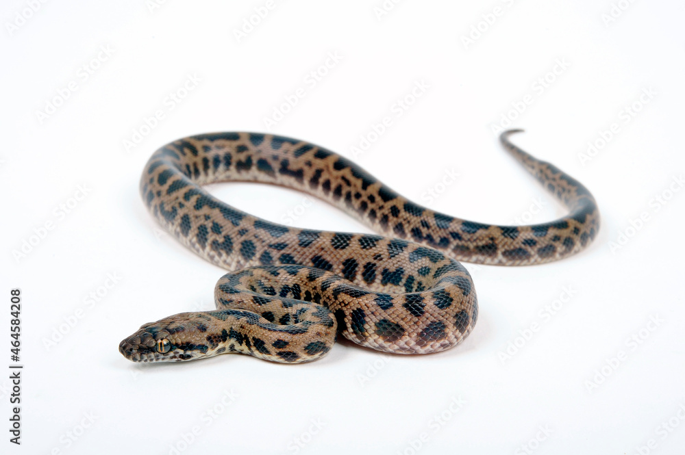 Fleckenpython, Gefleckter Zwergpython // Spotted python (Antaresia ...