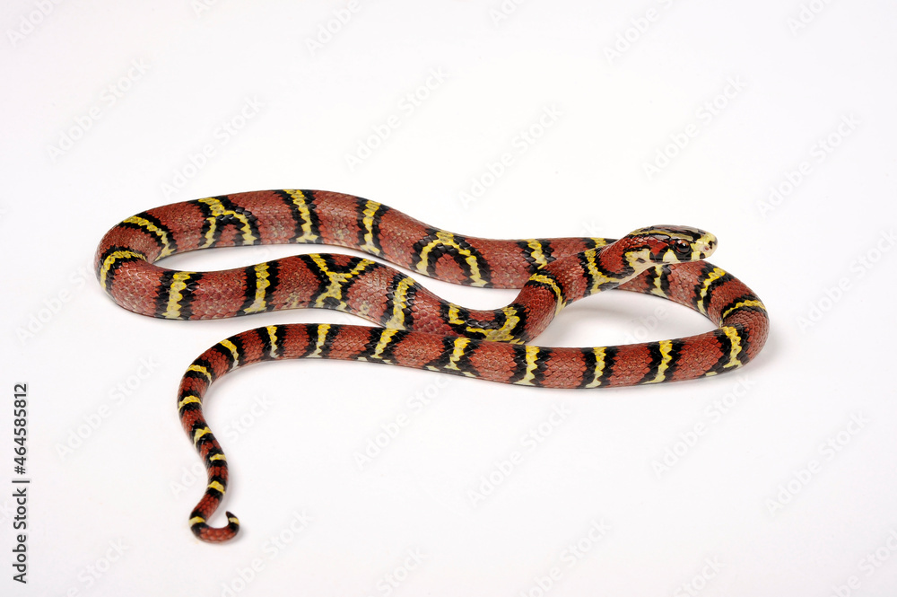 Bella Rat Snake, Burmese Rat Snake // Leonards Kletternatter, Burma ...