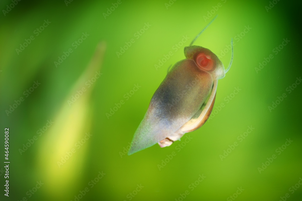Physidae snail, bladder snails, family of air breathing freshwater ...