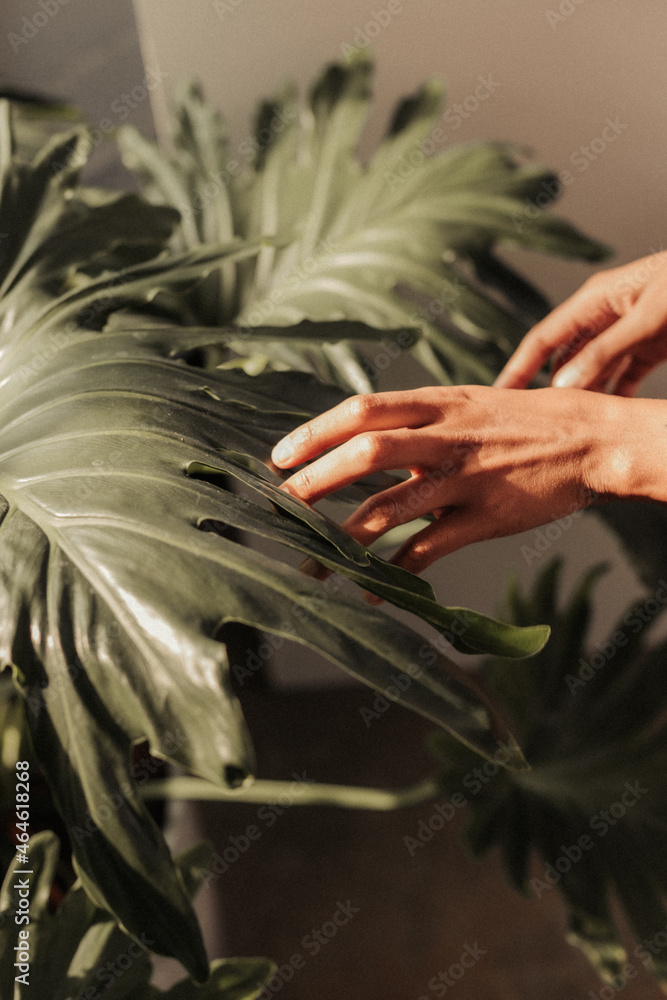 Hands touching plant Stock Photo | Adobe Stock