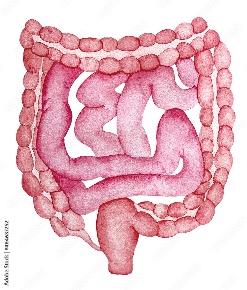 Watercolor human large and small intestines, anatomy collection. Human ...