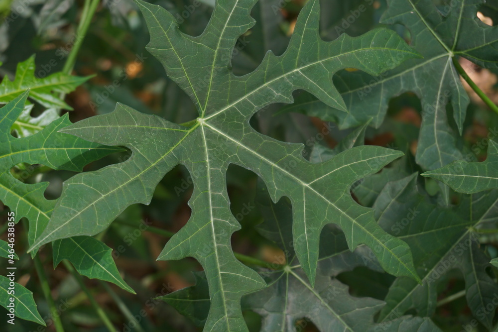 Foto de Cnidoscolus aconitifolius, commonly known as chaya or tree ...
