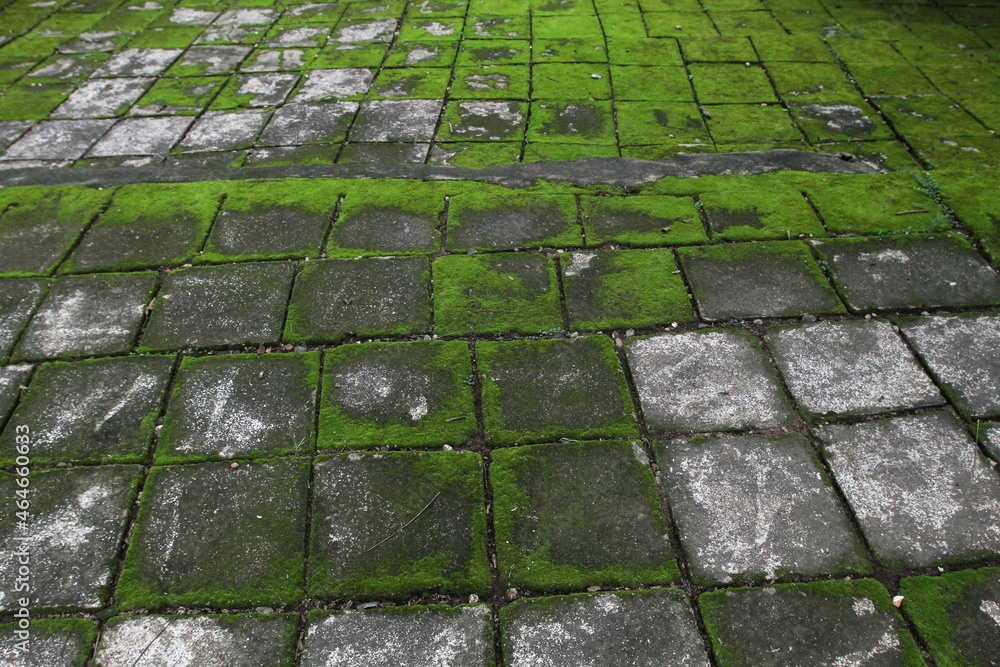 Terrace slabs covered with green moss, natural green moss carpet, floor ...