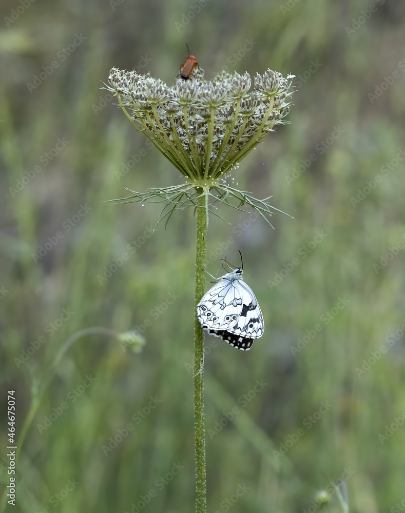 Idea leuconoe, also known as the paper kite butterfly, rice paper butterfly, large tree nymph ...