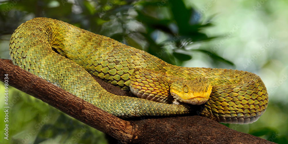 Green bush viper // Grüne Buschviper, Rankschuppige Buschviper (Atheris ...