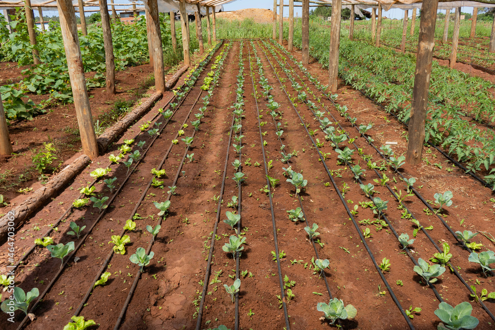 General Harvest lines with small plantations under a greenhouse Stock ...
