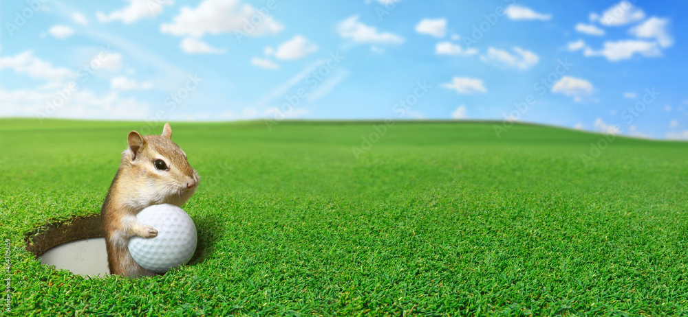 Chipmunk playing golf ball in a golf field. Panoramic grass field ...