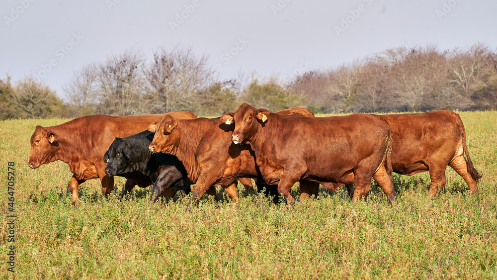 bred Brangus beef bulls cattle. Agribusiness - Close red Brangus Cattle ...