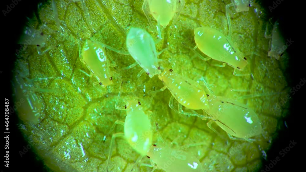 Aphid under a microscope, - aphid superfamily (Aphidoidea, Hemiptera ...