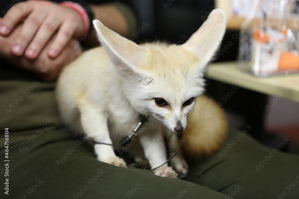 Foto de Fennec fox as pet. Wild animal at home. FoxFamilyFest (Fox ...