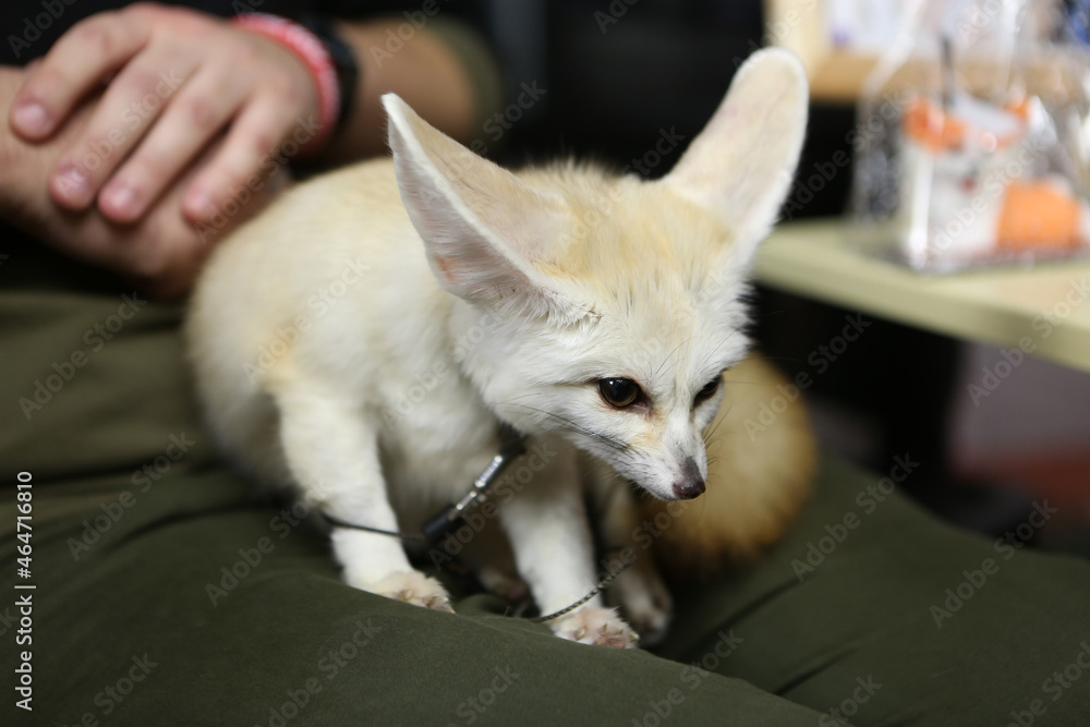 Fennec fox as pet. Wild animal at home. FoxFamilyFest (Fox Family Fest ...