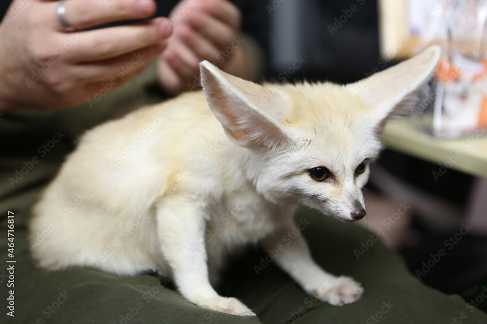 Fennec fox as pet. Wild animal at home. FoxFamilyFest (Fox Family Fest ...