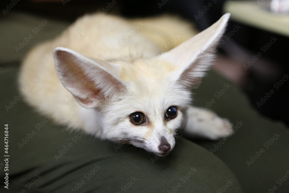 Fennec fox as pet. Wild animal at home. FoxFamilyFest (Fox Family Fest ...