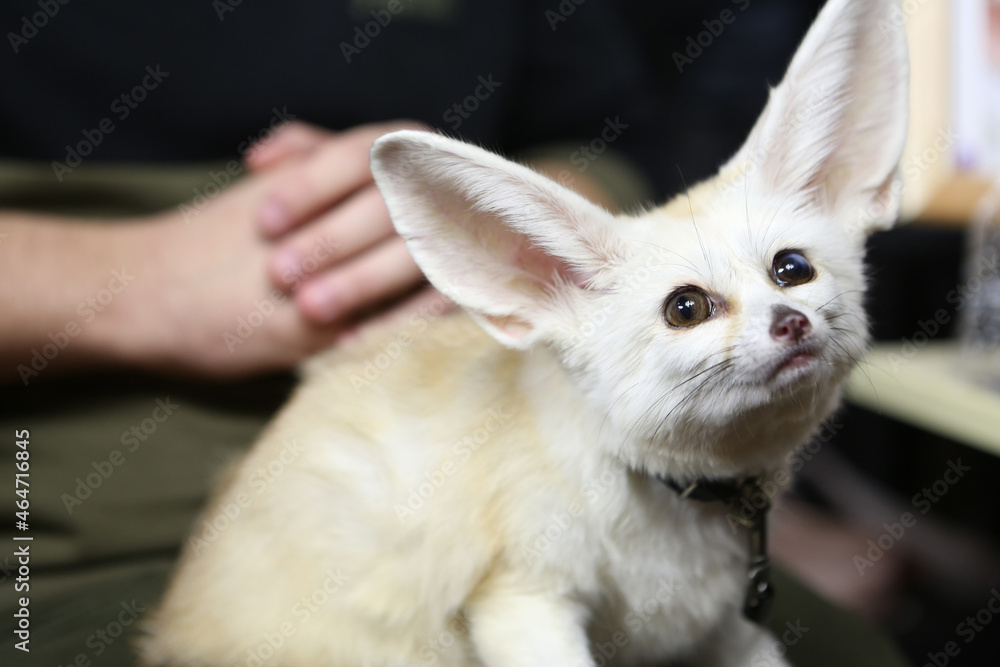Fennec fox as pet. Wild animal at home. FoxFamilyFest (Fox Family Fest ...