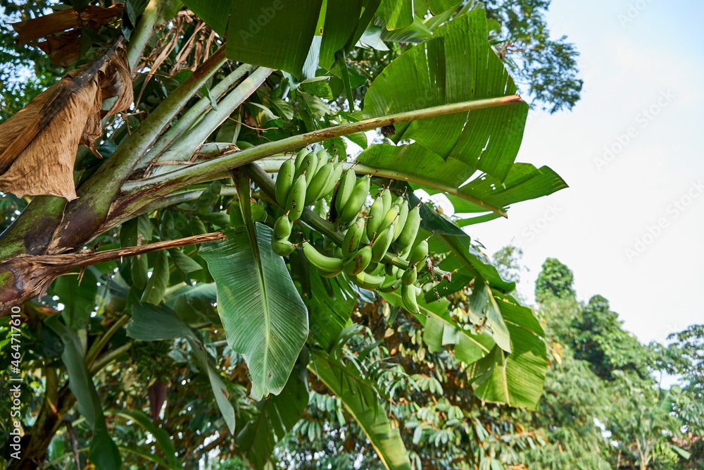Banana tree growing fresh on a plantation, Bogor, Indonesia. Stock ...
