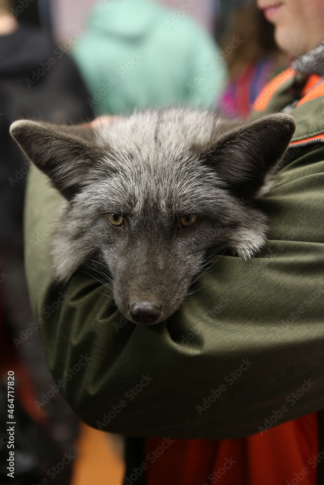 Silver Fox Animal Face