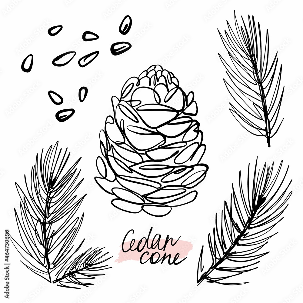 Vector drawing of cedar cones and cedar branches Stock Vector | Adobe Stock