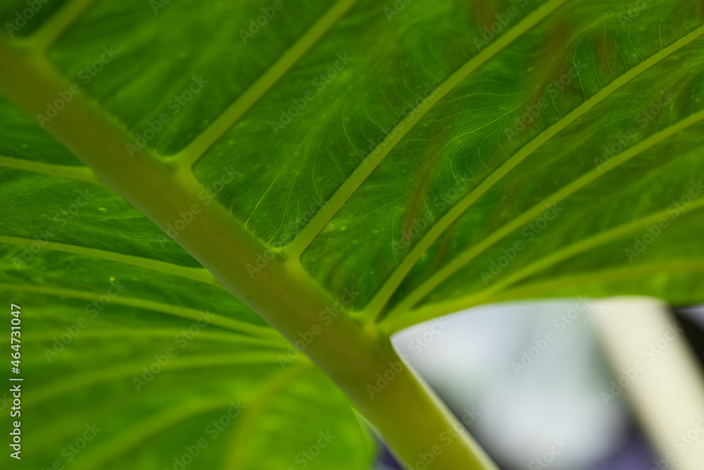 Beauty of Nature, curve of Fresh Green Leaf , showing detail on Texture ...