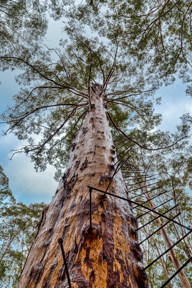 Karri trees in the Valley of the giants in the southwest of WA Stock ...