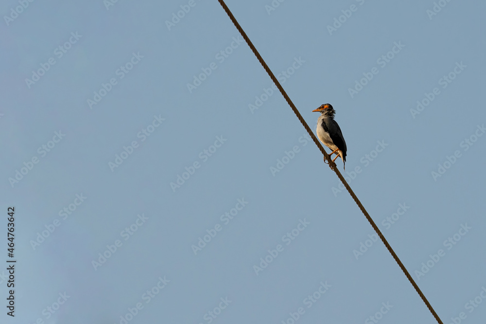 Bank Myna Sitting on an Electric Wire It is also known as Acridotheres ...